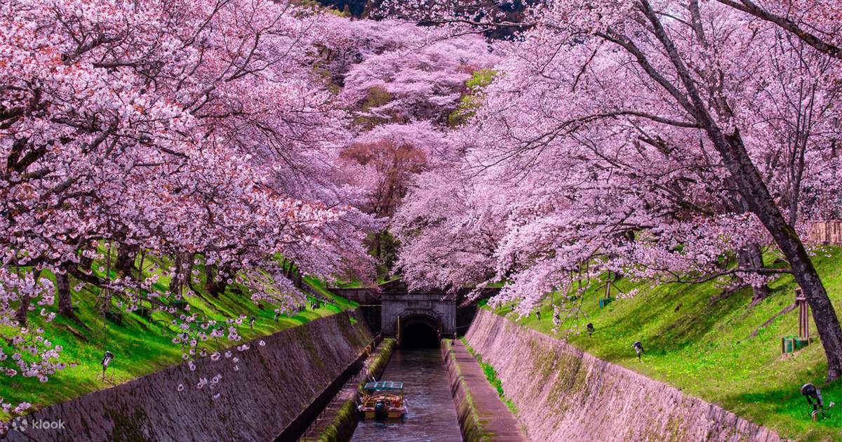 [Sakura Season Limited Kansai Shiga Cherry Blossom Viewing] Miho Museum ...
